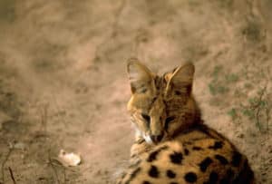 Serval - A-Z Animals