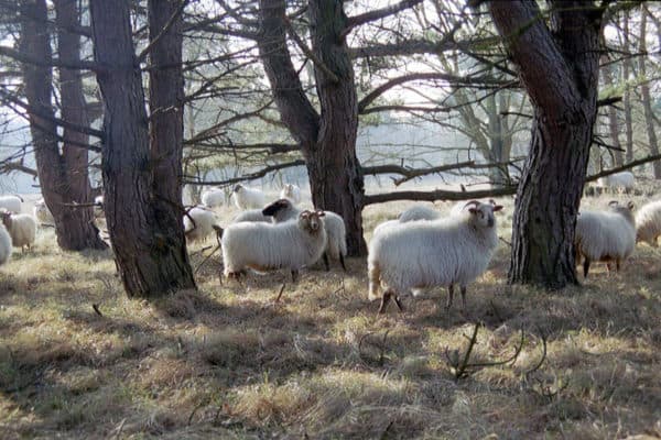 Sheep (Ovis Aries) | AZAnimals.com