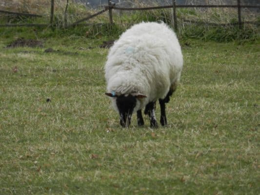 Sheep Animal Pictures | A-Z Animals