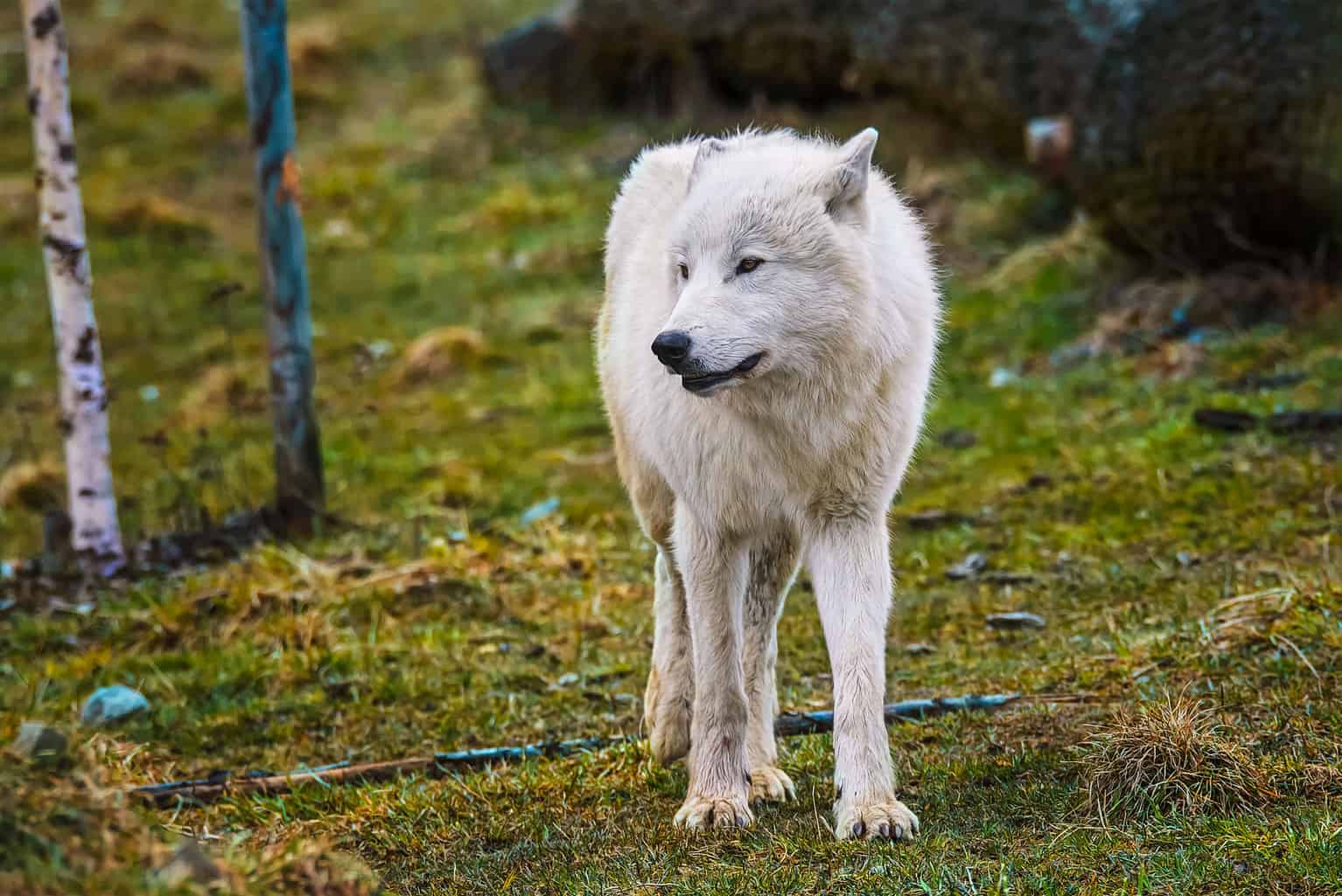 Arctic Wolf Animal Facts - Canis lupus arctos - A-Z Animals