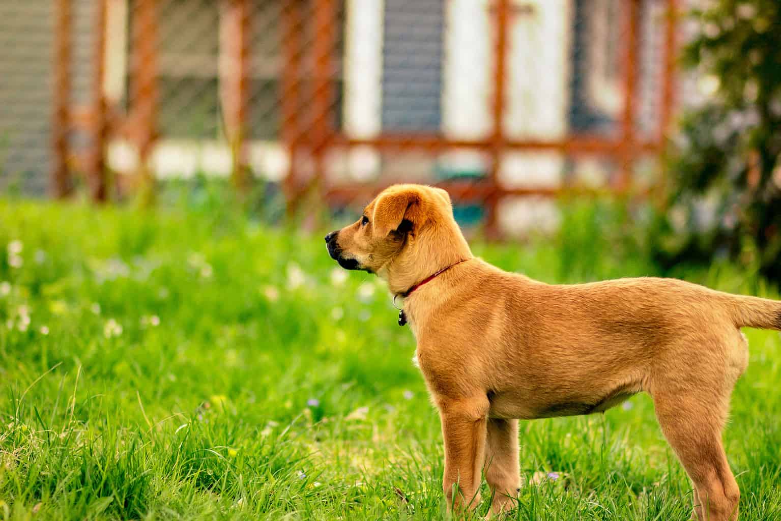 Litter Size - A-Z Animals