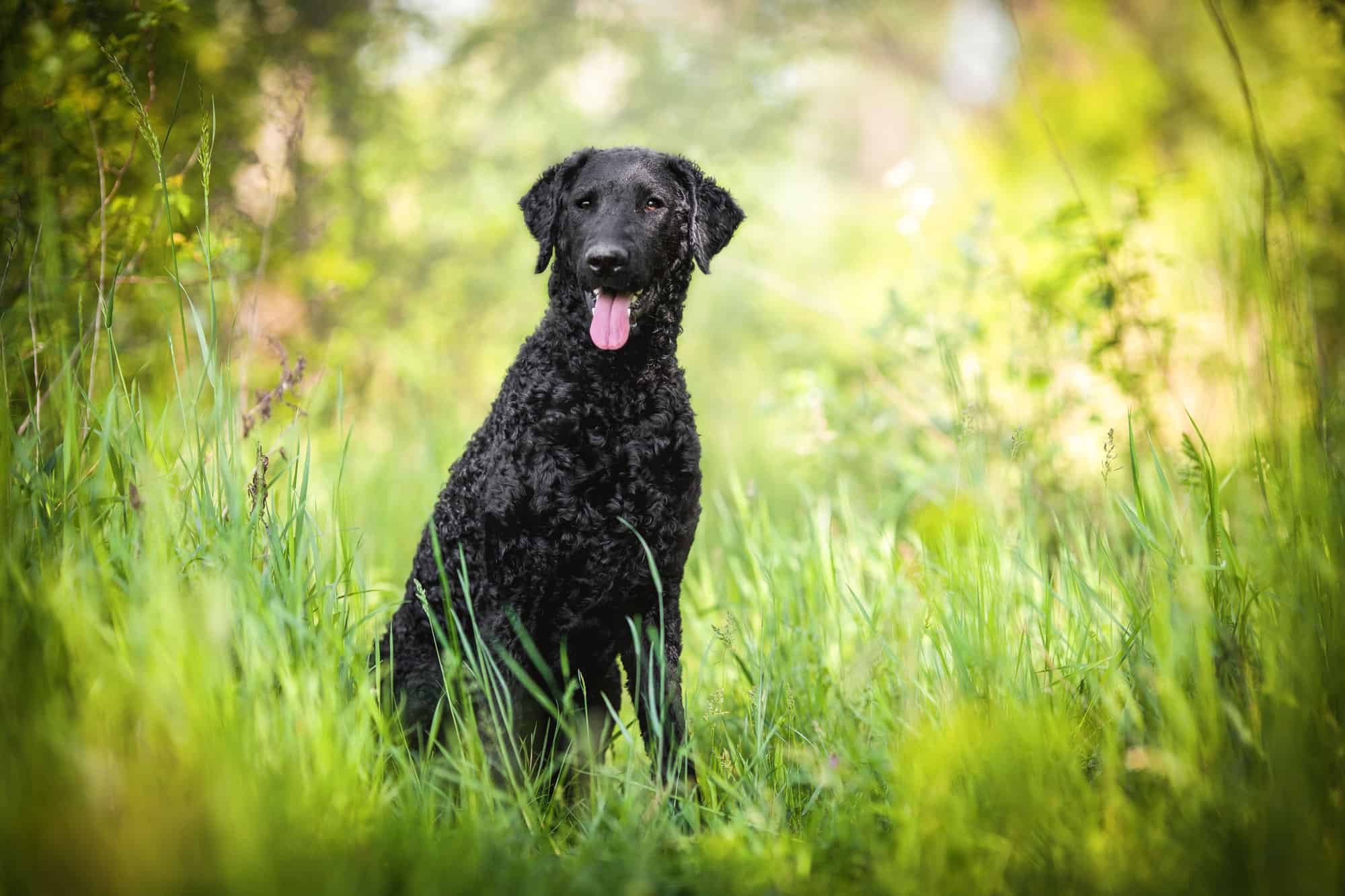 Curly Coated Retriever Dog Breed Complete Guide - A-Z Animals