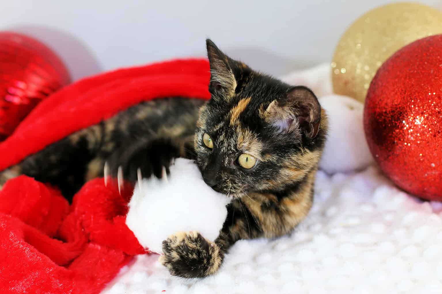 Cat Breeds - Types of Pet Cats - A-Z Animals