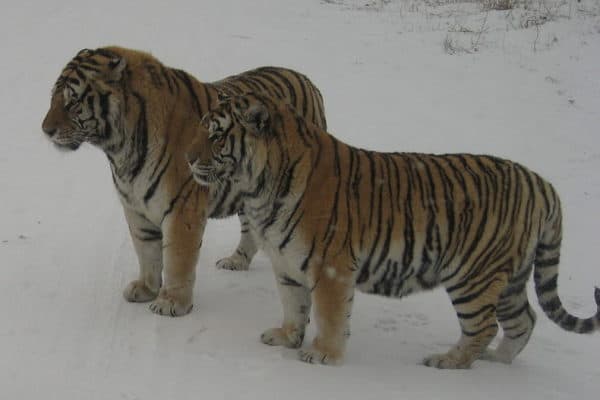 Siberian Tiger Animal Facts | Panthera Tigris Altaica | AZ Animals