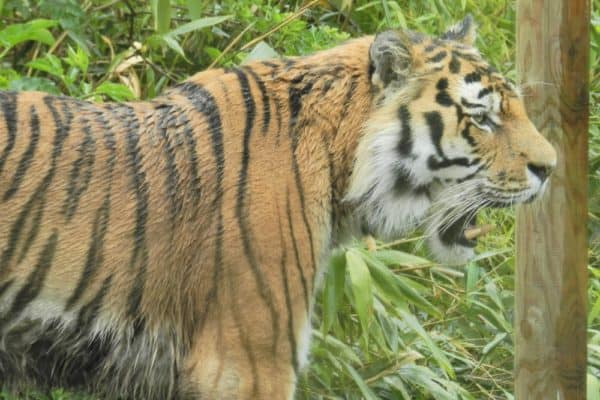 Siberian Tiger Animal Facts | Panthera Tigris Altaica | AZ Animals