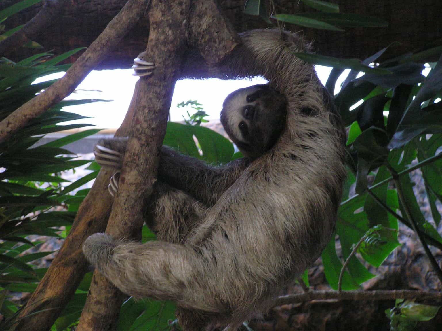 The 400 Most Fitting and Clever Sloth Names - A-Z Animals
