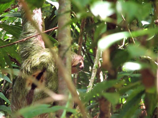 Sloth Quiz: Test Your Knowledge! - A-Z Animals