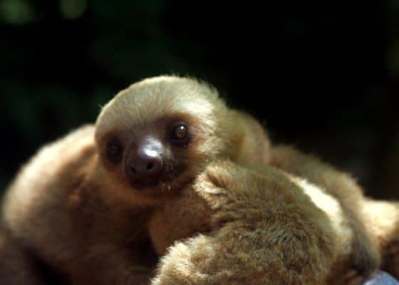 Sloth Animal Pictures | A-Z Animals