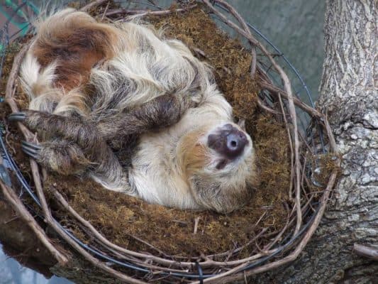 Sloth Animal Pictures | A-Z Animals