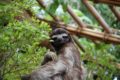 How Many Sloths Are Left In The World? - A-Z Animals
