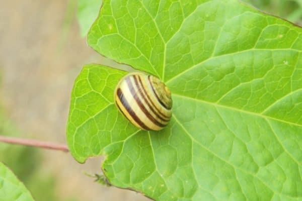 Snail Animal Facts | Achatinoidea | AZ Animals