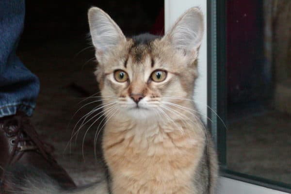 Somali Cat Breed Complete Guide | AZ Animals