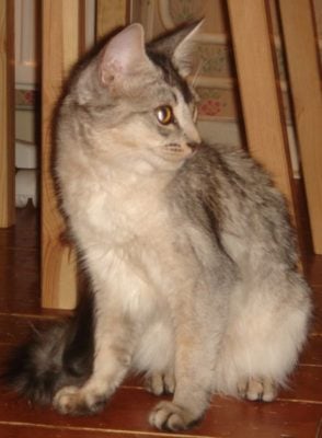 Somali Cat Breed Complete Guide | AZ Animals