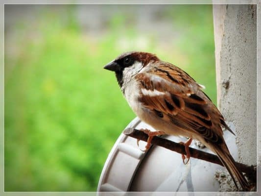 Sparrow - A-Z Animals