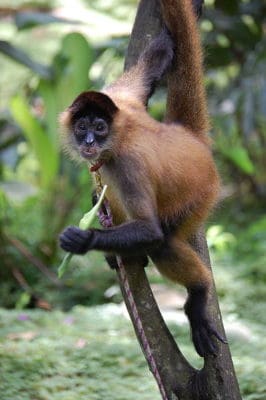 Wildlife in Central America - Types of Central American Animals - AZ ...