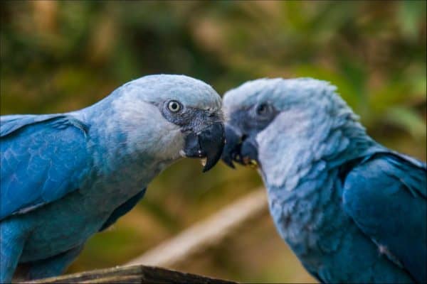 Spix’s Macaw Bird Facts - Cyanopsitta spixii - A-Z Animals