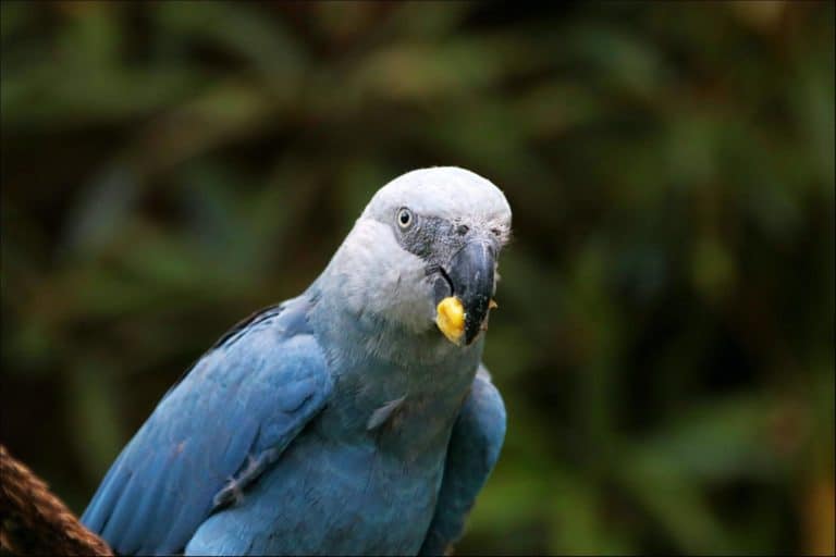 Spix’s Macaw Bird Facts - Cyanopsitta spixii - A-Z Animals