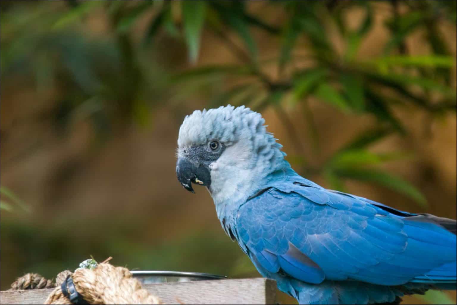 Spix’s Macaw Bird Facts - Cyanopsitta spixii - A-Z Animals