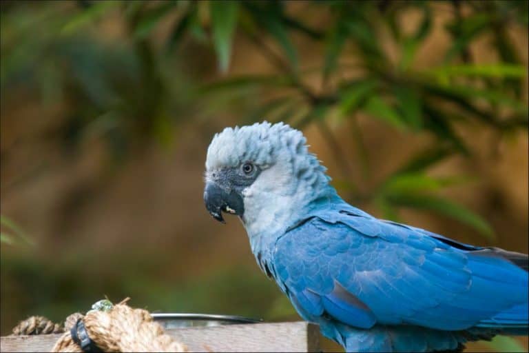Spix’s Macaw Animal Facts - Cyanopsitta spixii - A-Z Animals