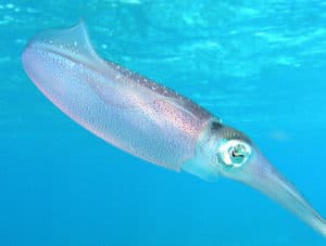 10 Interesting Facts About Squids - A-Z Animals