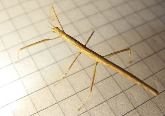 Stick Insect Animal Facts - Phasmatodea - A-Z Animals