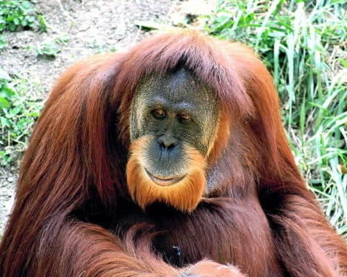Ape Animal Facts - Hominoidea - A-Z Animals