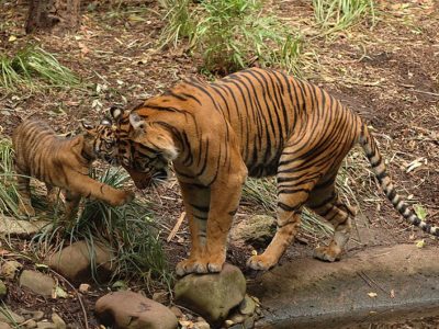 Sumatran Tiger Animal Facts | Panthera Tigris Sumatrae | AZ Animals