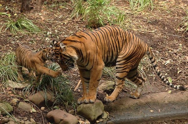 Sumatran Tiger Animal Facts - Panthera Tigris Sumatrae - A-Z Animals