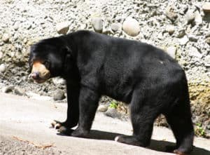 Sun Bear Animal Facts - Helarctos malayanus - A-Z Animals