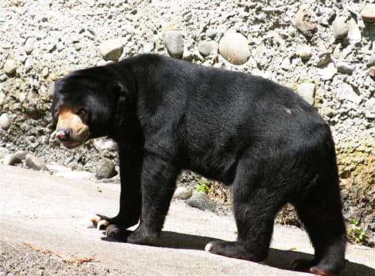 10 Interesting Facts About Sun Bears - A-Z Animals