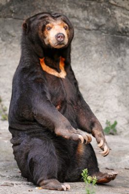 Why Do Sun Bears Have Markings on Their Necks?
