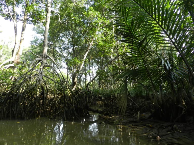 Marsh vs Swamp: What’s the Difference? - A-Z Animals