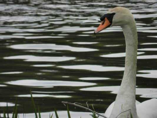 Swan Animal Pictures | A-Z Animals