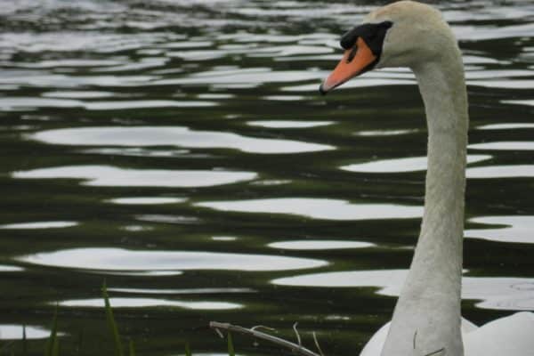 Swan (Cygnus Atratus) | AZAnimals.com