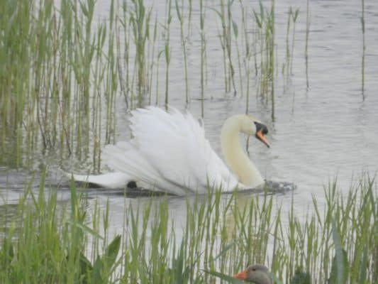 Discover the 6 Invasive Birds Invading Texas Skies - A-Z Animals