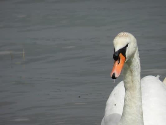 Swan Animal Pictures | A-Z Animals