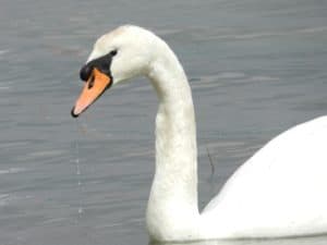 Swan Animal Facts - Cygnus - A-Z Animals