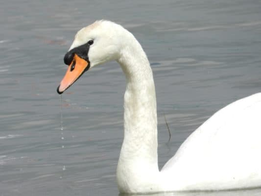 Swan Animal Facts - Cygnus - A-Z Animals