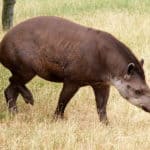 These Animals Have Trunks Like Elephants - A-Z Animals Slideshows