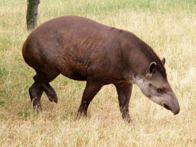 Tapir Animal Facts - Tapiridae - A-Z Animals