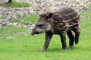 Tapir Animal Pictures | A-Z Animals