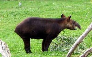 Tapir Animal Pictures | A-Z Animals