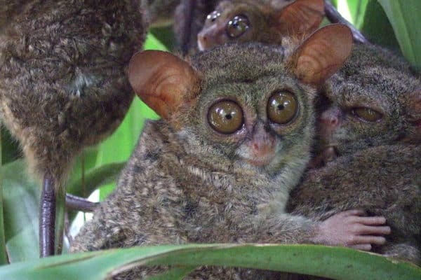 Tarsier Animal Facts | Tarsius | AZ Animals