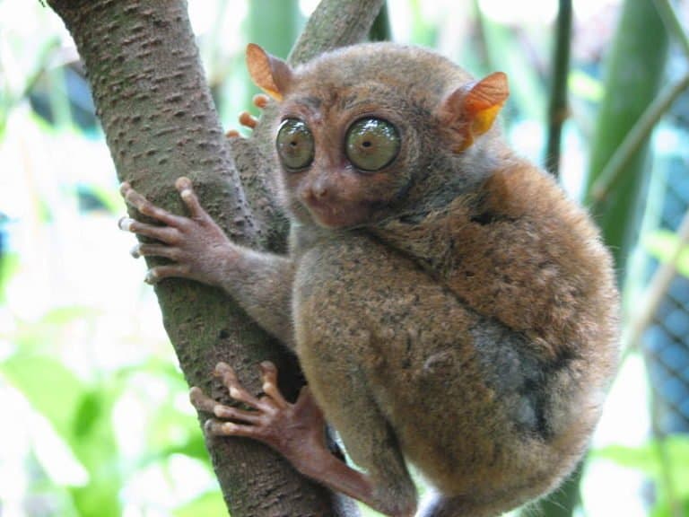 Tarsier Animal Facts - Tarsiidae - A-Z Animals