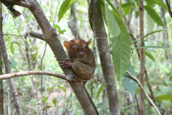 Tarsier Animal Facts | Tarsius | AZ Animals