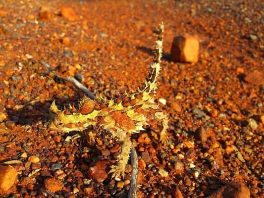 10 Fascinating Facts About Thorny Devils - A-Z Animals