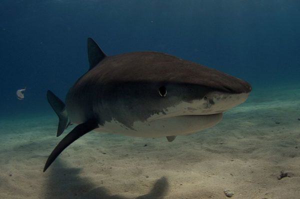Tiger Shark Animal Facts - Galeocerdo cuvier - A-Z Animals