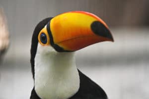 Toucan Quiz: Test Your Knowledge! - A-Z Animals