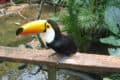 Toucan (Ramphastos Toco) | AZAnimals.com