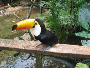 Toucan Animal Pictures | A-Z Animals